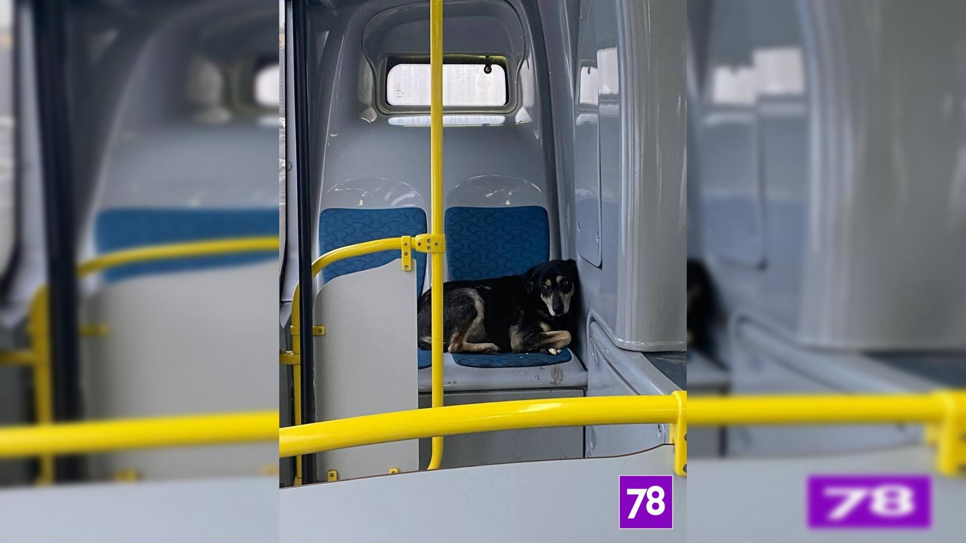 Катавшийся на автобусе пес-путешественник вернулся к пожилой х...